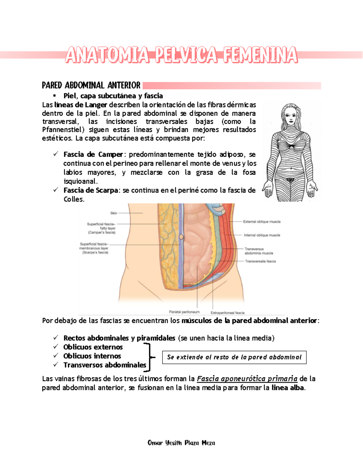 1- Anatomia Pelvica Femenina - PARED ABDOMINAL ANTERIOR Piel, capa subcutánea y fascia Las ...