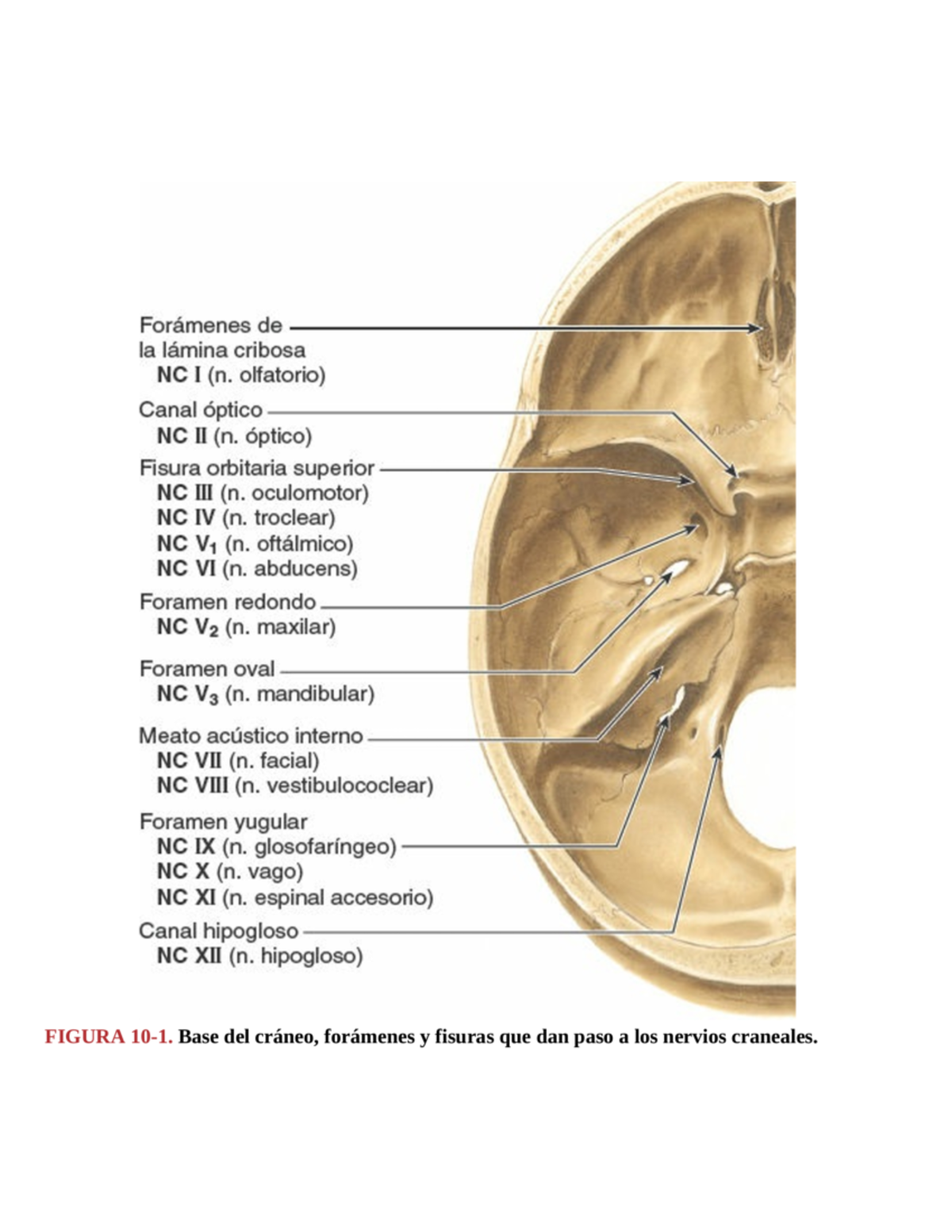 Nervios Craneales 1,2,3,4,5,6,7,8,9,10,11,12 Funcion, orificio de ...