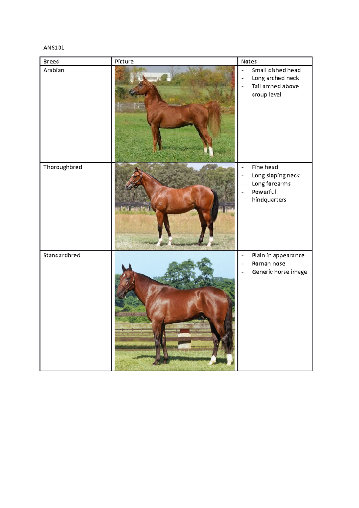 ANS101 Breeds to Know - ANS Breed Picture Notes Arabian - Small dished ...