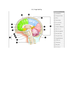 Chapter 10- nervous system - Chapter 10- the nervous system Word Parts ...