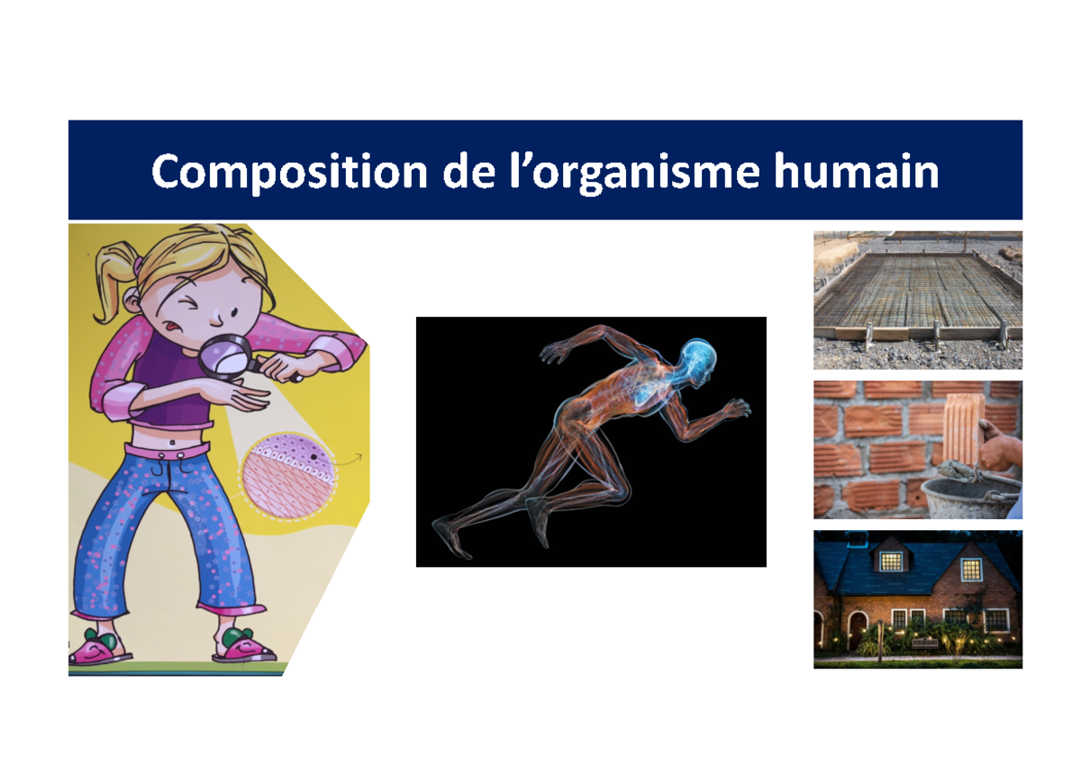 anatomie staps introduction - Composition de l’organisme humain I. Les ...