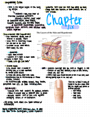 Introduction to Histology The Skin edited - ANATOMY & PHYSIOLOGY ...