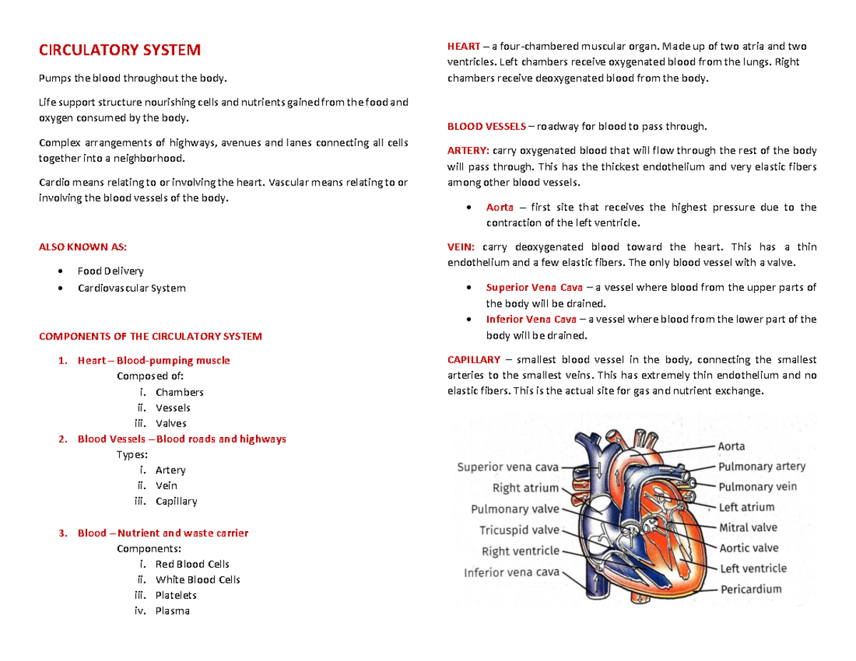 Circulatory System Parts and Functions - CIRCULATORY SYSTEM Pumps the ...