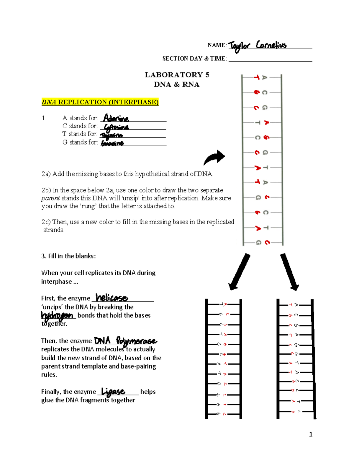 Lab Report 5 - transcription and translation of DNA - NAME