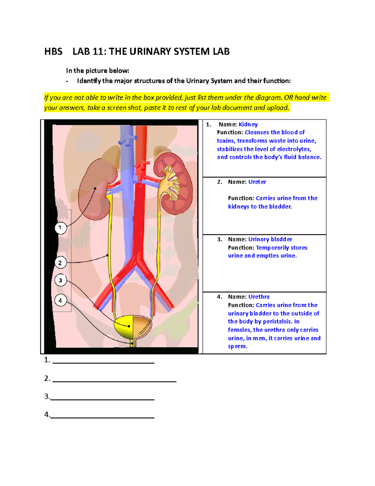 Lab 11 Urinary system Lab review - HBS LAB 11: THE URINARY SYSTEM LAB In the picture below ...