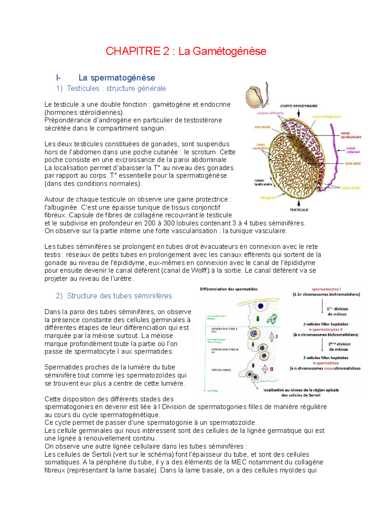 Chapitre 2 - GAMÉTOGENÈSE - CHAPITRE 2 : La Gamétogénèse I- La ...