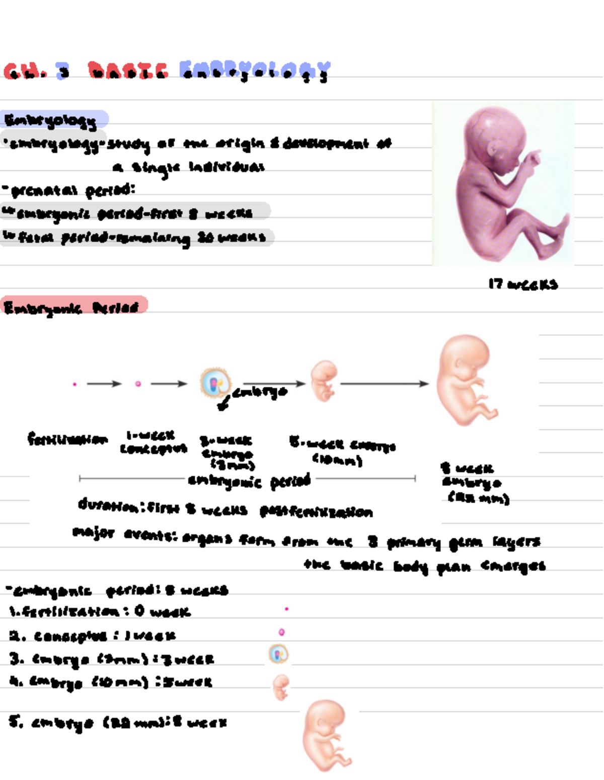 Embrology Anatomy Chapter 3 Written Notes - ####### Gl : BASIG EMBRL0 ...