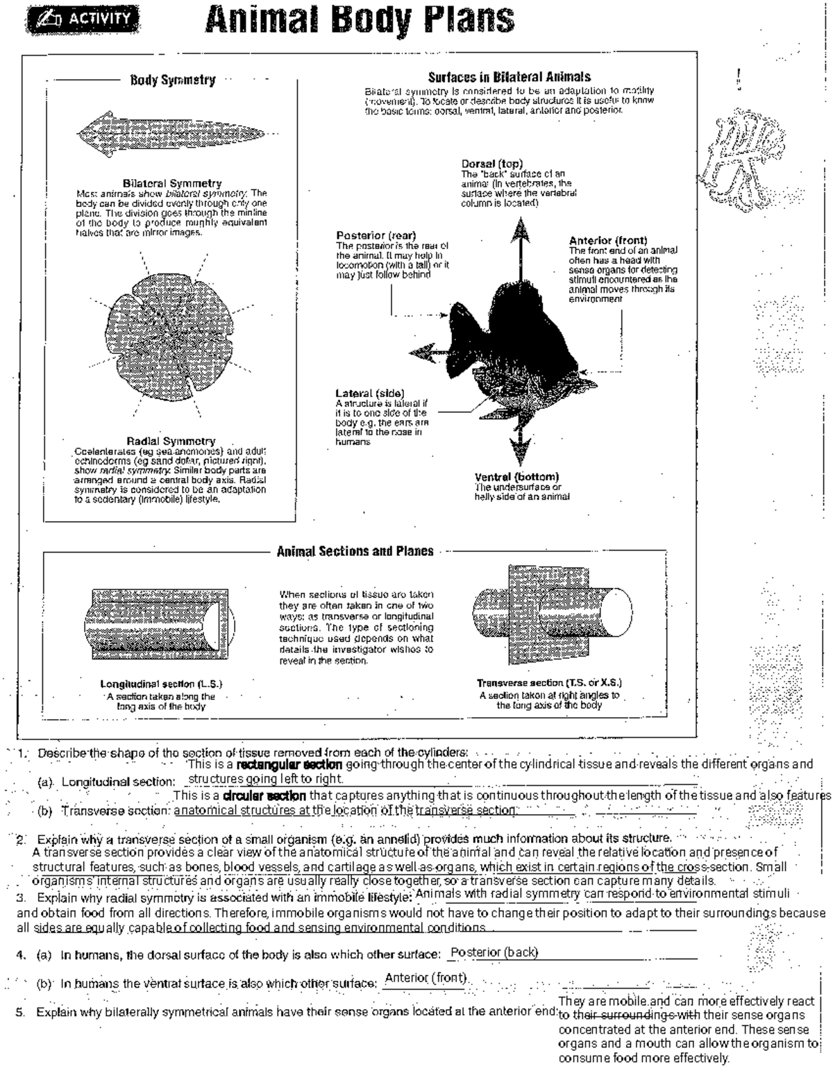 Jonathan Zhao- Bio Wk Animal Body Plans - ACTIVITY Body Symmetry ...