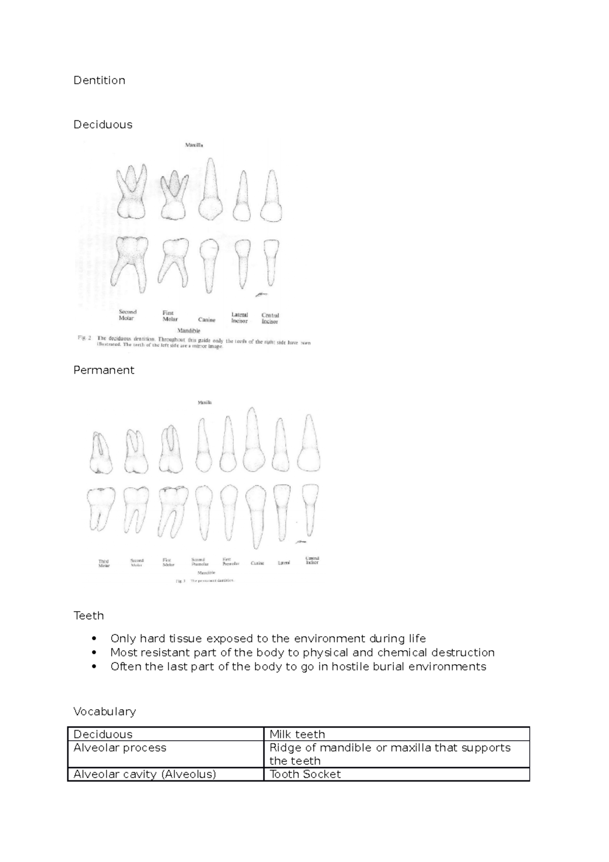 Dentition - Dentition Deciduous Permanent Teeth Only hard tissue ...