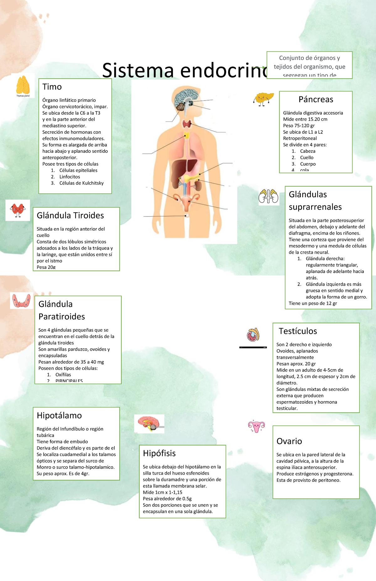 Trabajo EN Grupo Anatomia - Sistema endocrino Conjunto de órganos y ...