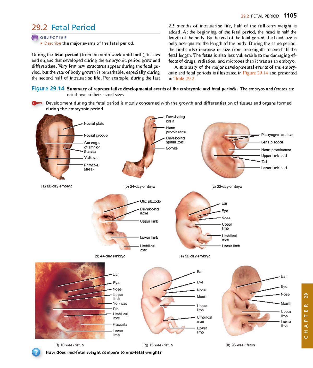 Anatomy-physiology-285 - C H A P T E R 29 29 FETAL PERIOD 1105 2 months ...