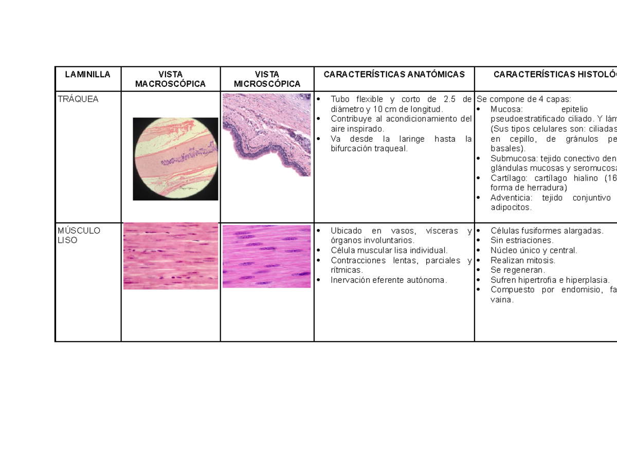 Laminilla - LAMINILLA VISTA MACROSCÓPICA VISTA MICROSCÓPICA ...