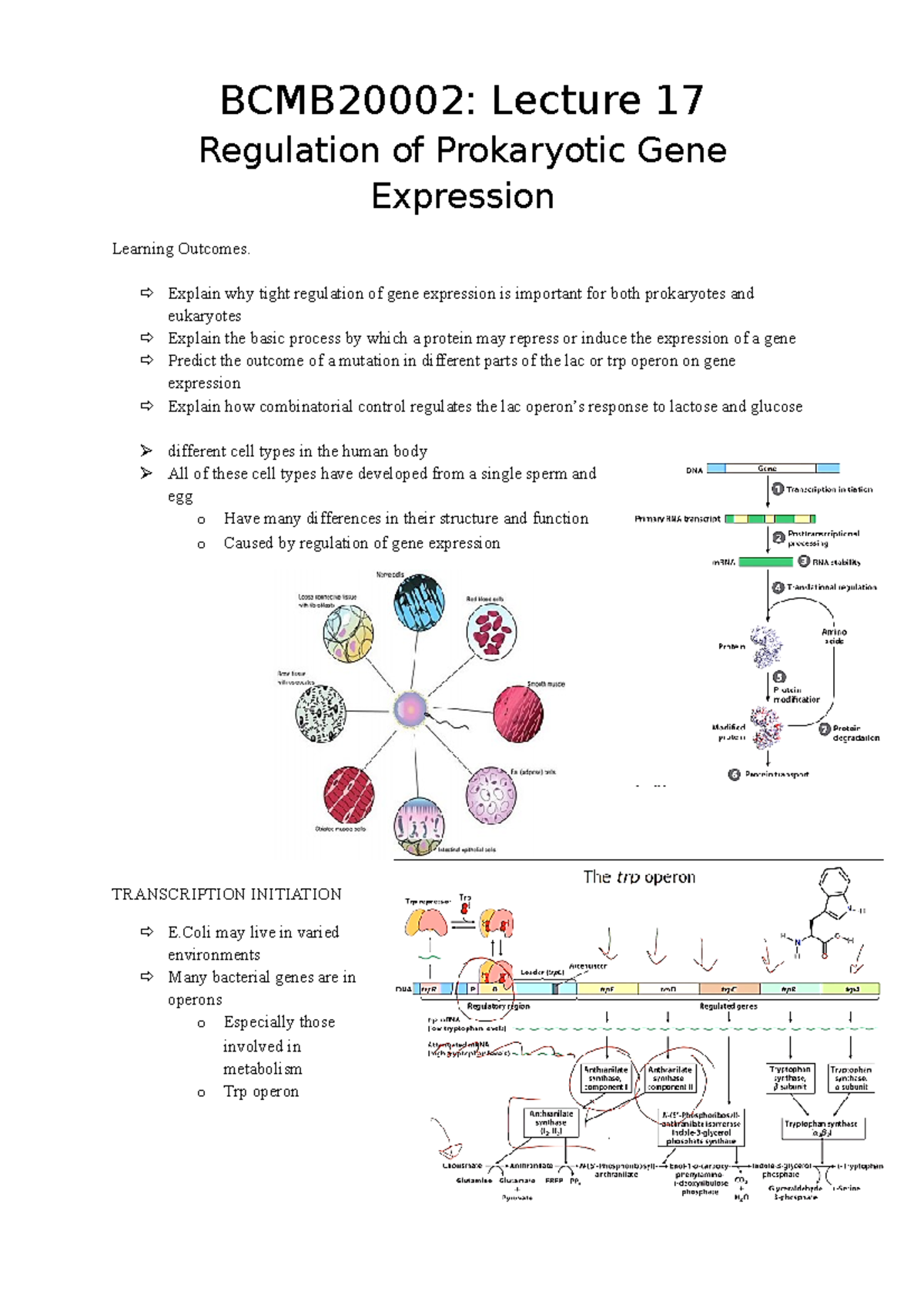 Bcmb Lecture 12 Lecture 17 Regulation Of Prokaryotic Gene Expression
