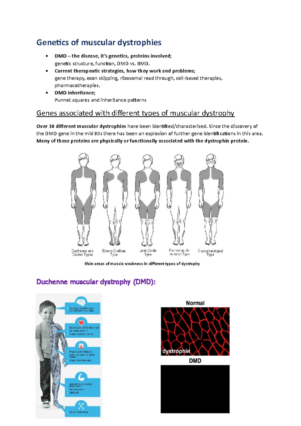Genetics of muscular dystrophies - BMD. - Current therapeutic ...