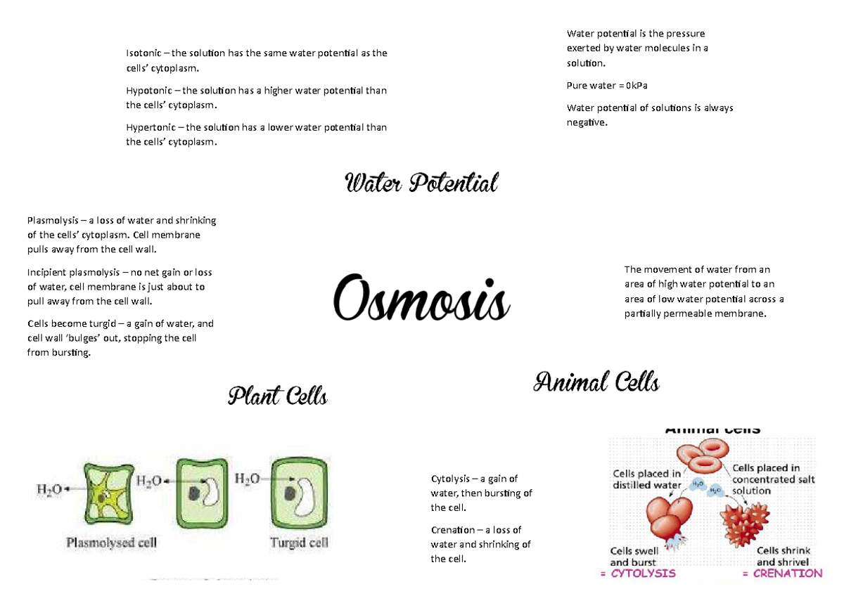 Osmosis mindmap - Water potential is the pressure exerted by water ...