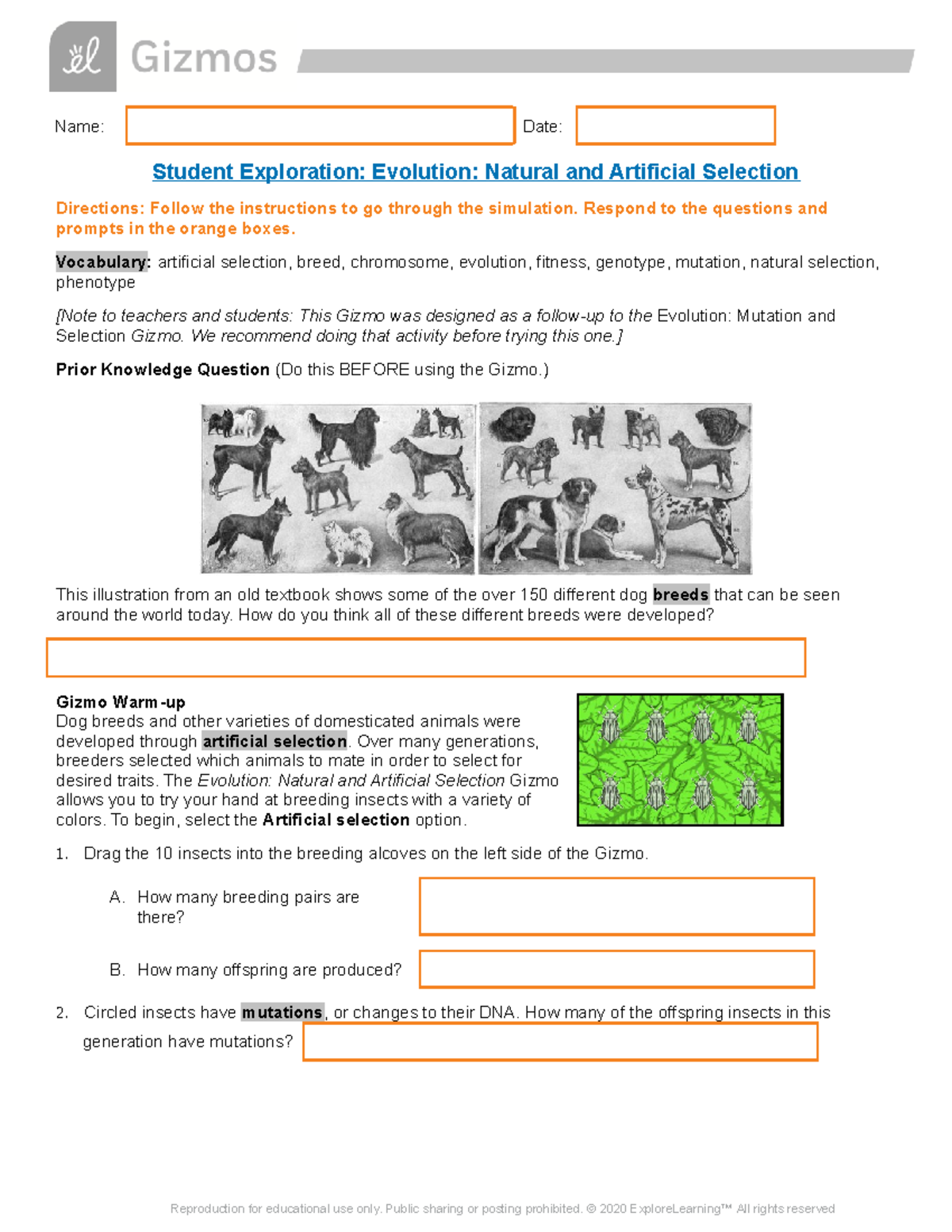 Copy of Evolution Natural Artificial SE - Name: Date: Student ...