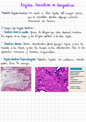 Histología Y Embriología Apuntes Prueba Corta 1 - Autolisis: lisis ...