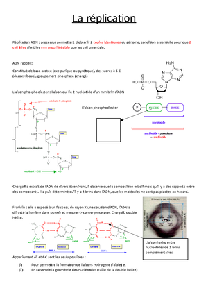 TP génétique drosophile - TP de génétique Compte rendu 1) Introduction ...