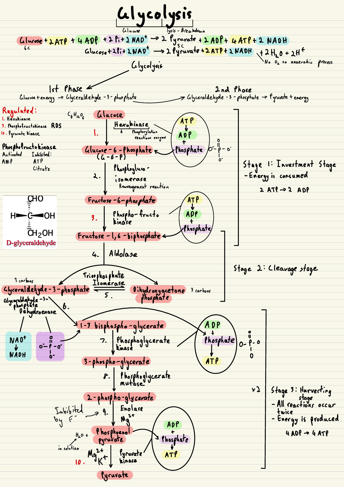 DS1101 - Glycolysis summary - Glycolysis Glucose lysis Breakdown ...