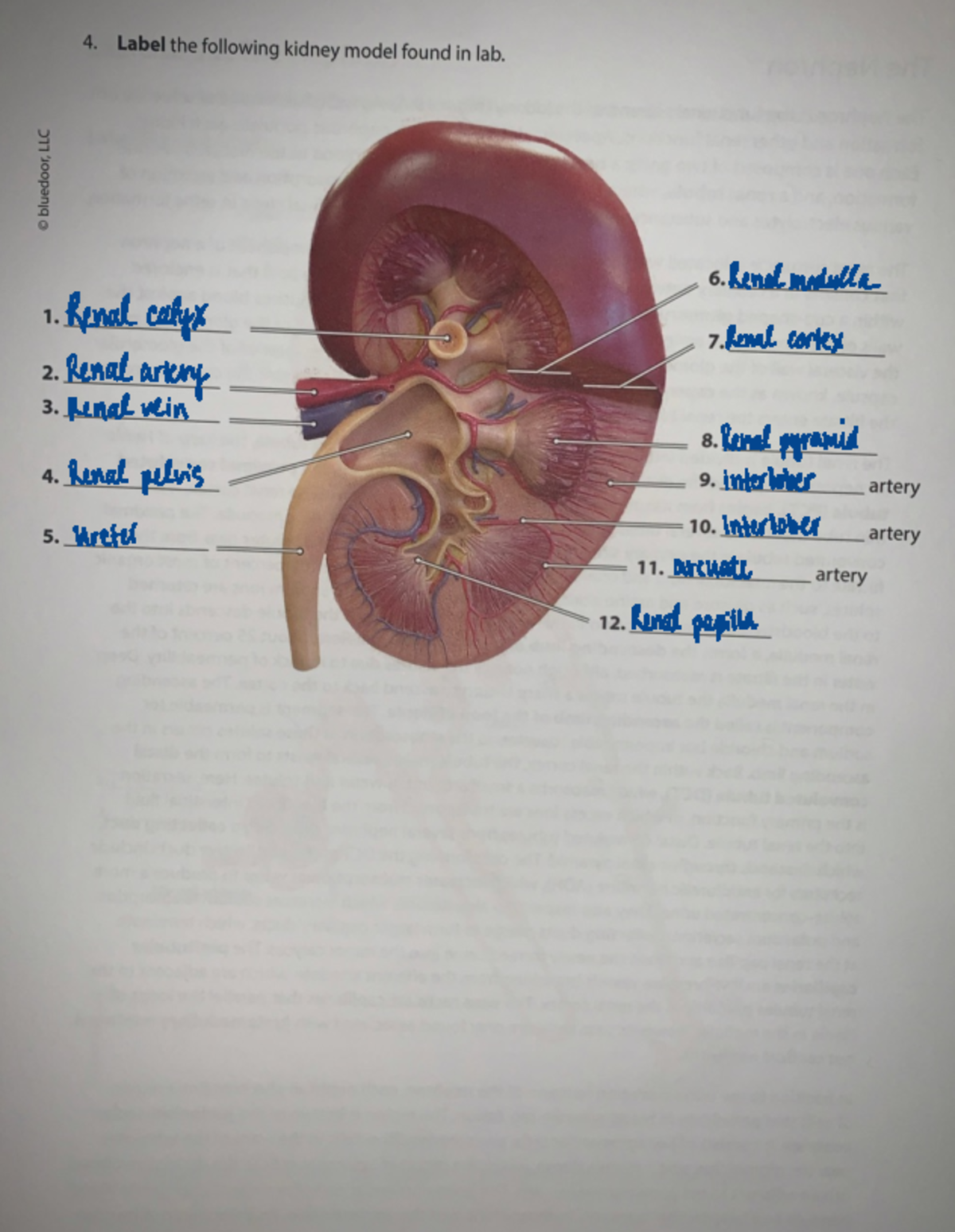 Human AP Lab 9 - Label the following kidney model - BIOL 2020 - Renal ...