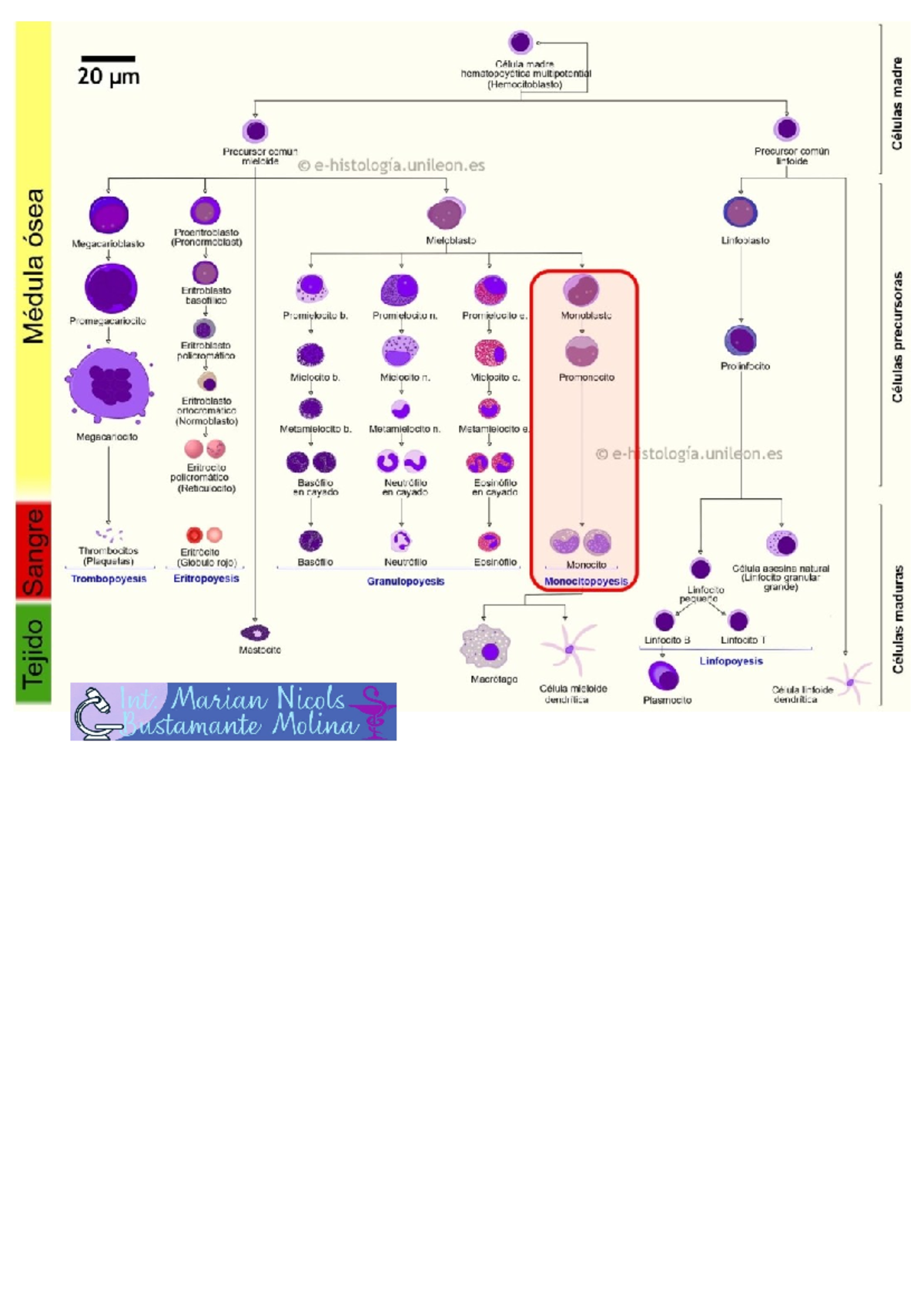 Hematopoyesis 2 - Célula madre 20 um hematopoyética multipotential ...