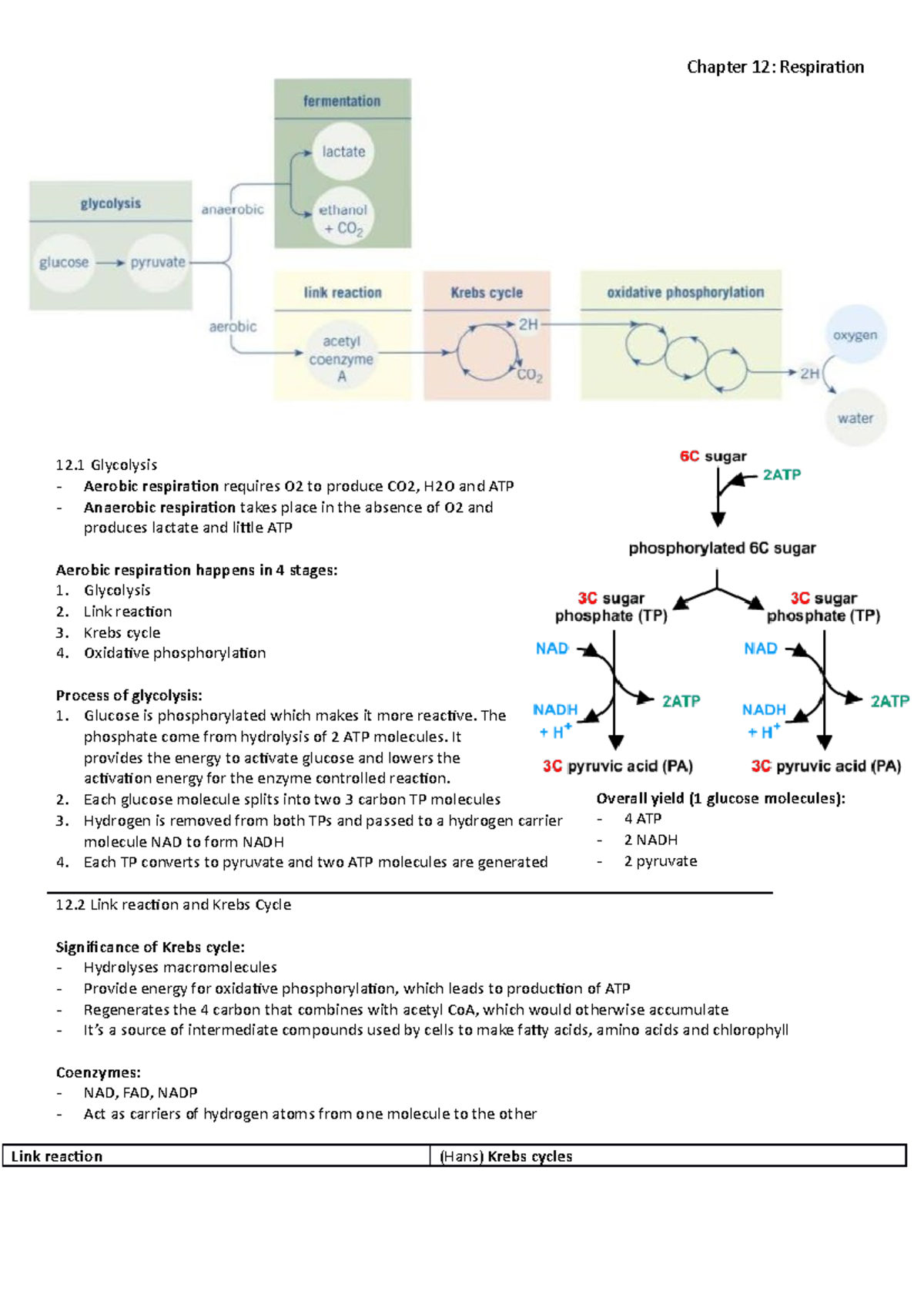 Respiration - A-Level Biology notes - Chapter 12: Respiraion 12 ...