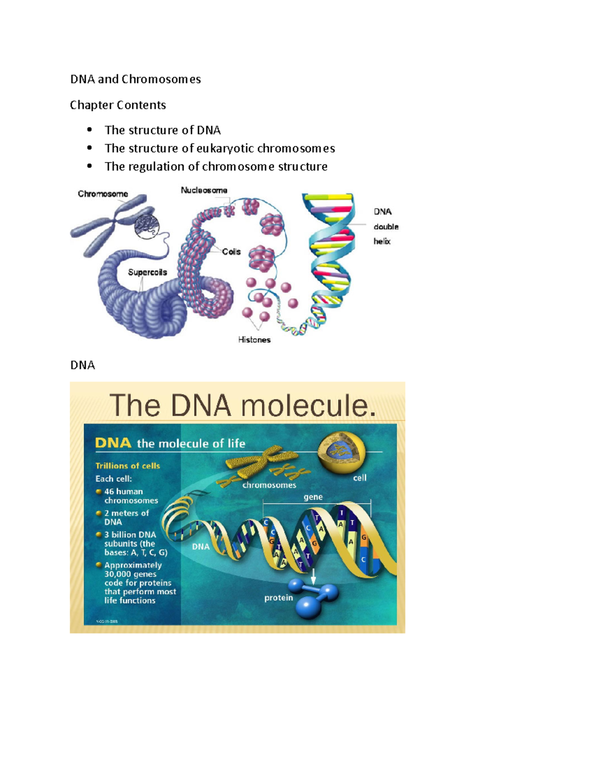DNA and Chromosomes - BY 330 - DNA and Chromosomes Chapter Contents The ...