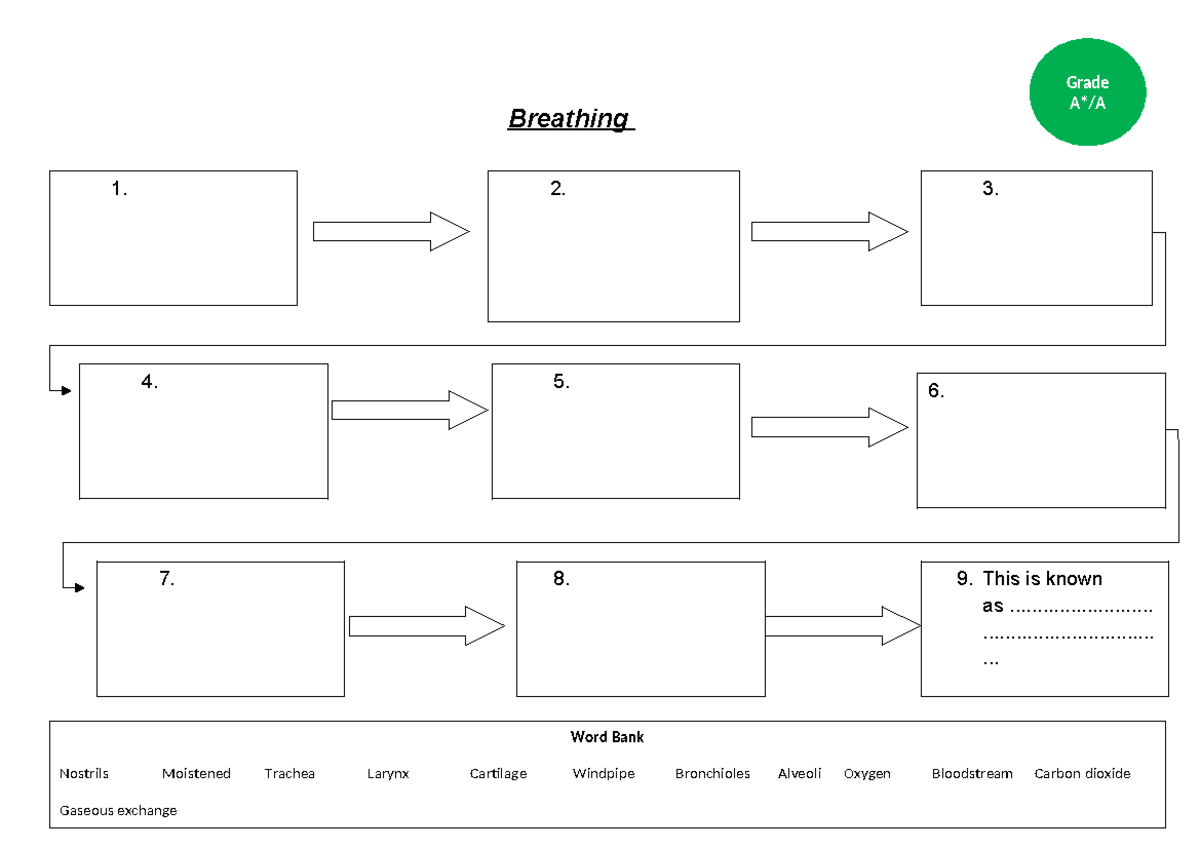 Breathing flow map A - Worksheet to provide consolidation of the ...