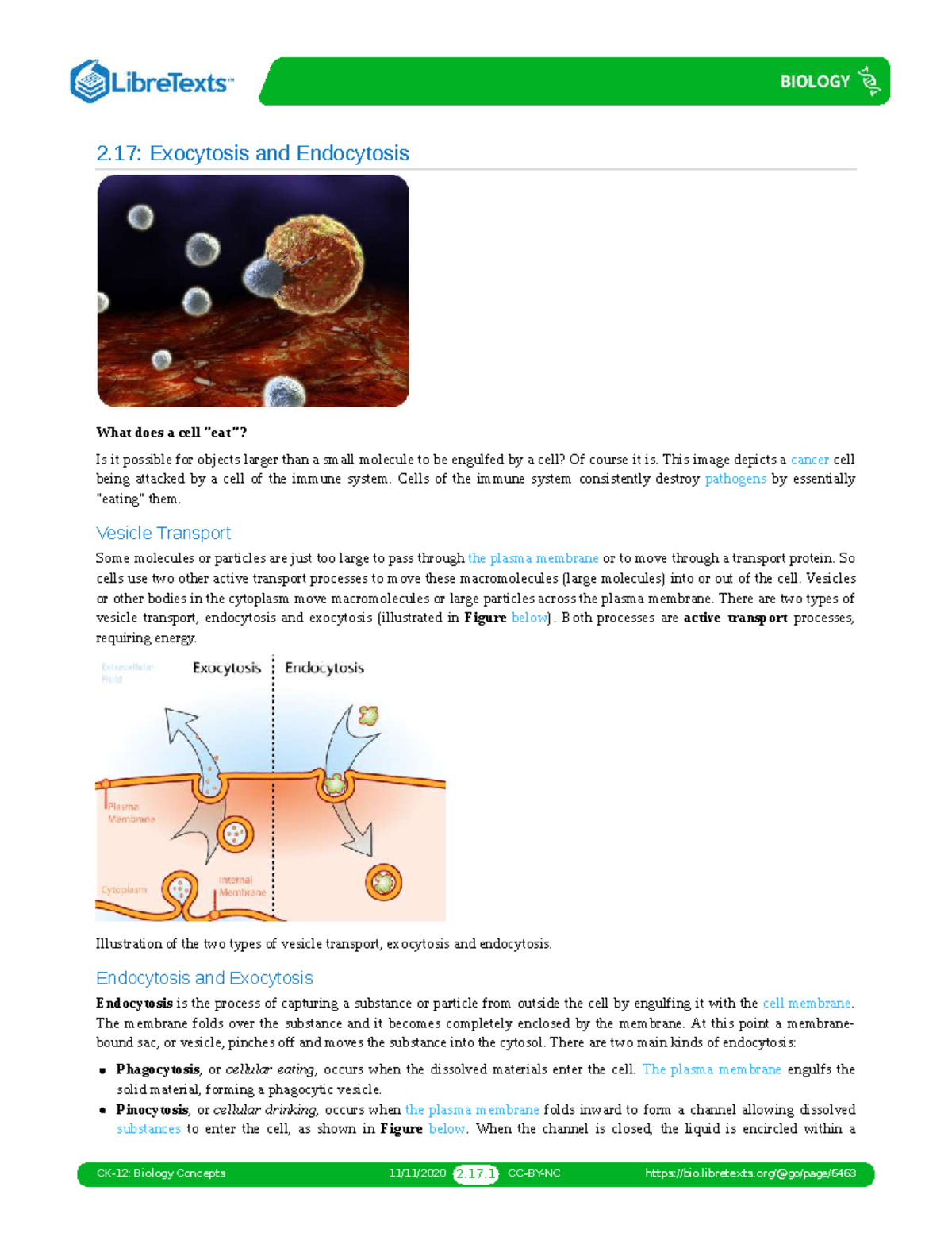 2 - Exocytosis and Endocytosis lecture notes - CK-12: Biology Concepts ...