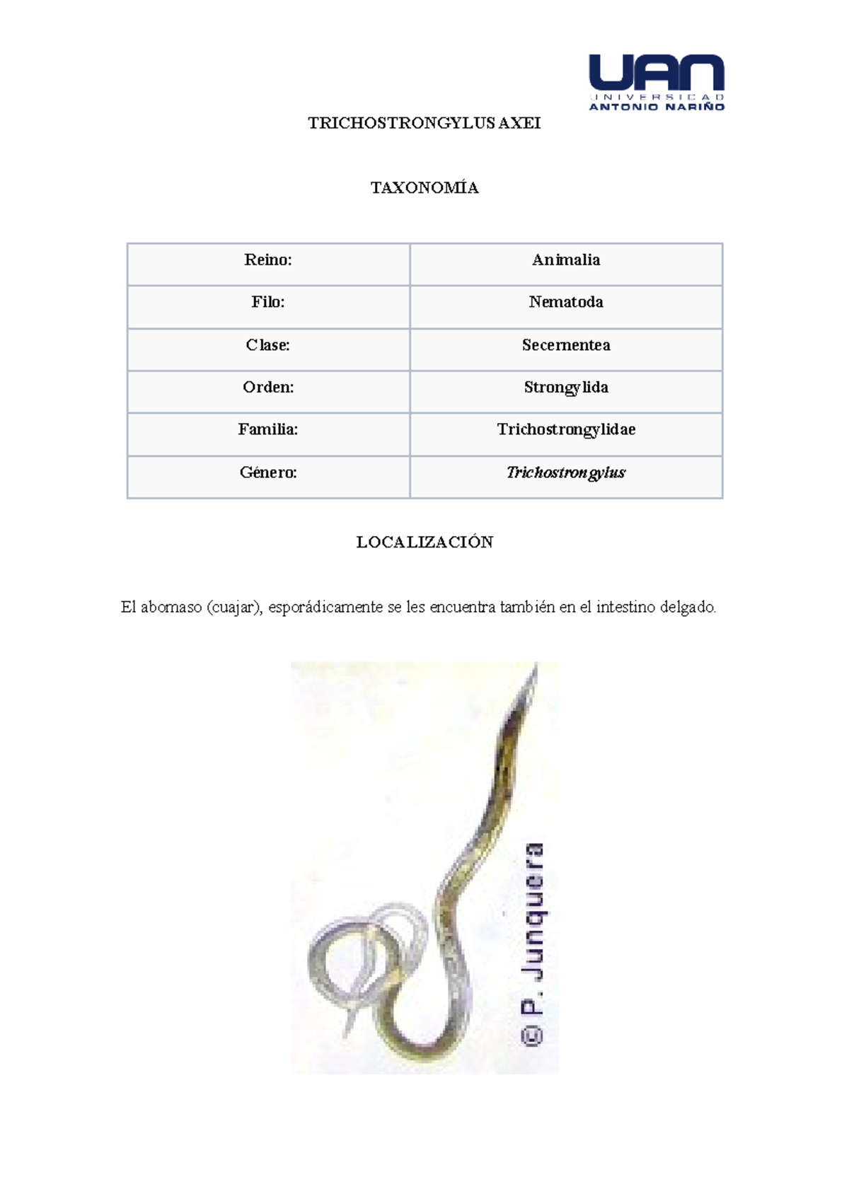 Trichostrongylus AXEI - TRICHOSTRONGYLUS AXEI TAXONOMÍA Reino: Animalia ...