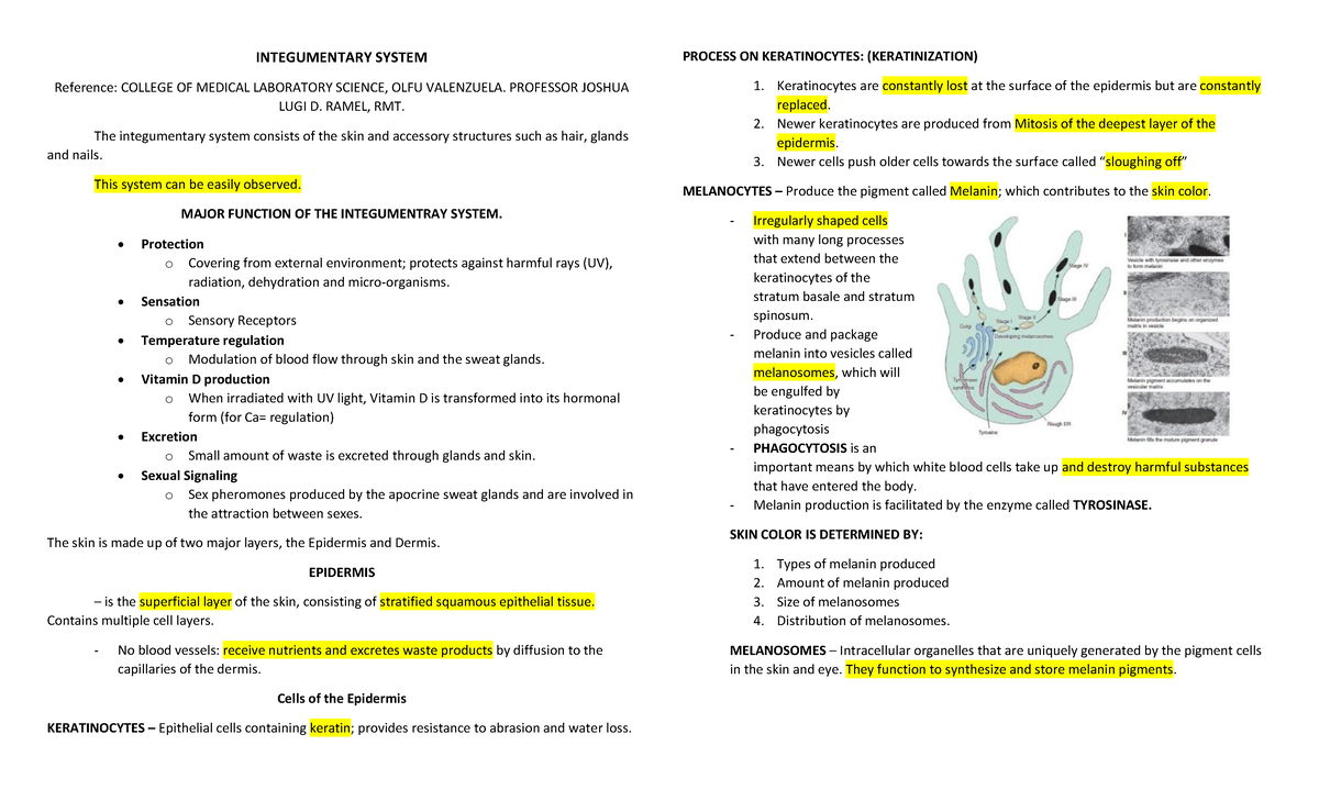 Integumentary- System- Reviewer - INTEGUMENTARY SYSTEM Reference ...