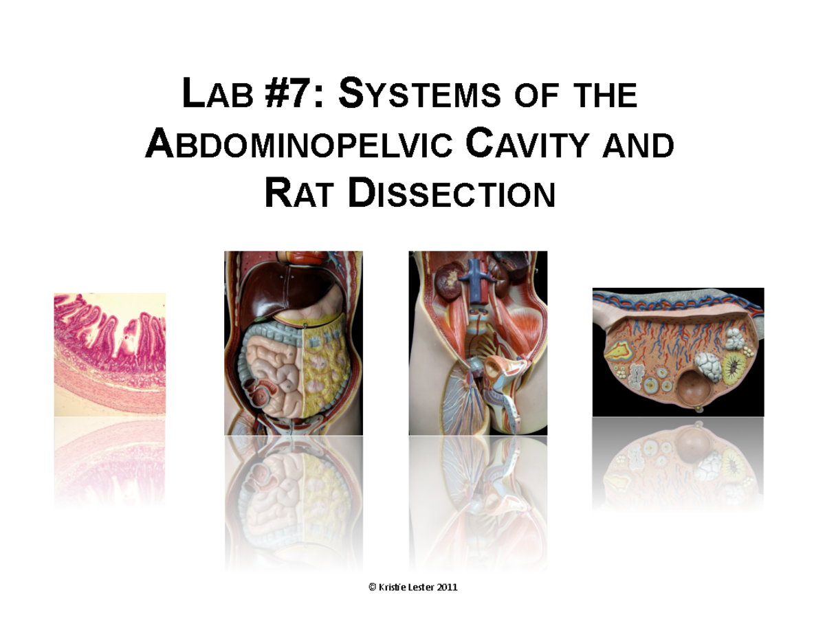 BIOL1410 Lab7 Review - Anatomy of the Human body - LAB SYSTEMS OF THE ...
