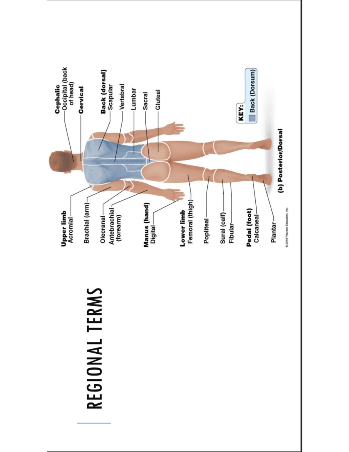 PDF Anatomy - Cephalic Upper limb Occipital (back Acromial of head ...