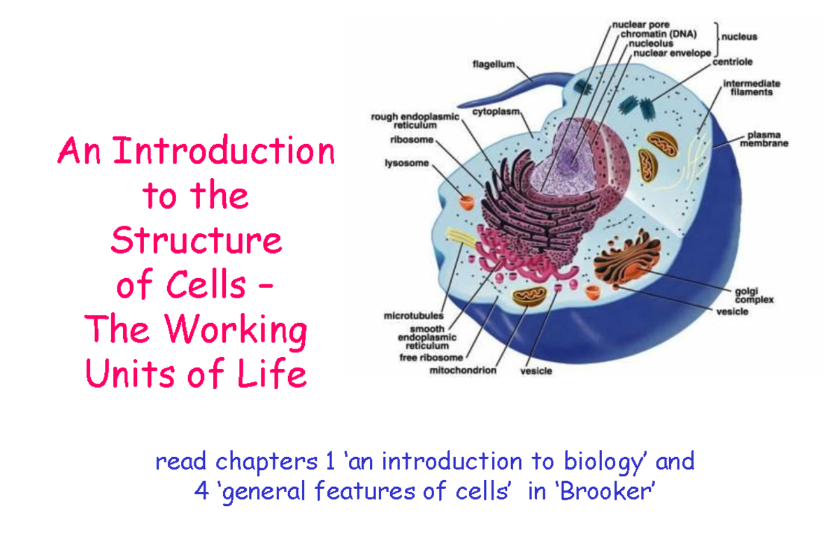 Cell structure - 2nd lecture of biomedical sciences - An Introduction ...
