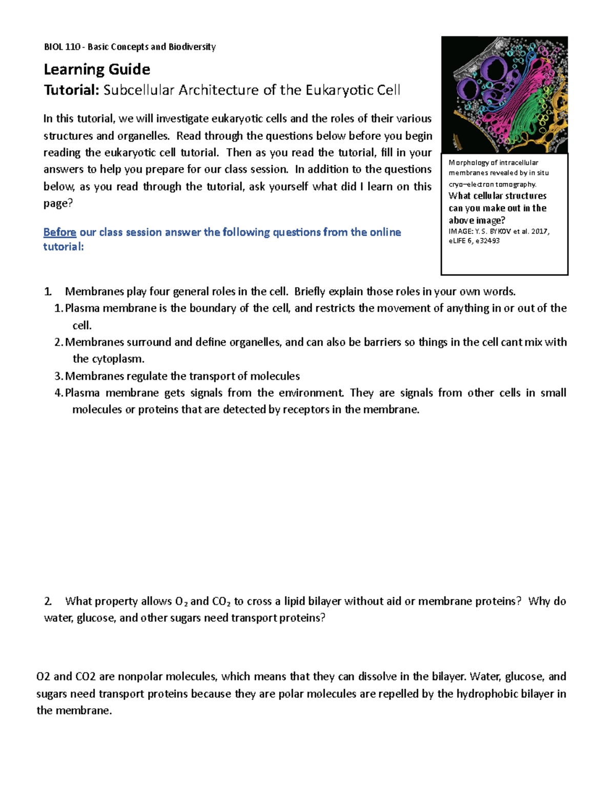 Learning Guide for Tutorial #7 Bio 110 - Morphology of ...