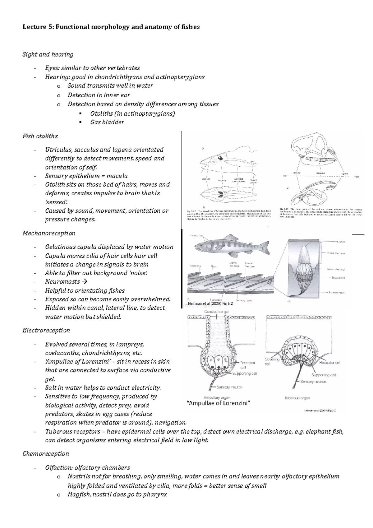 Lecture 5 Functional morphology and anatomy of fish - Sensory ...