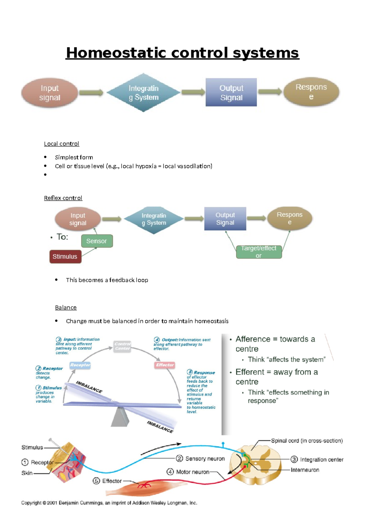 8 Homeostasis and skeletal - Homeostatic control systems Local control ...