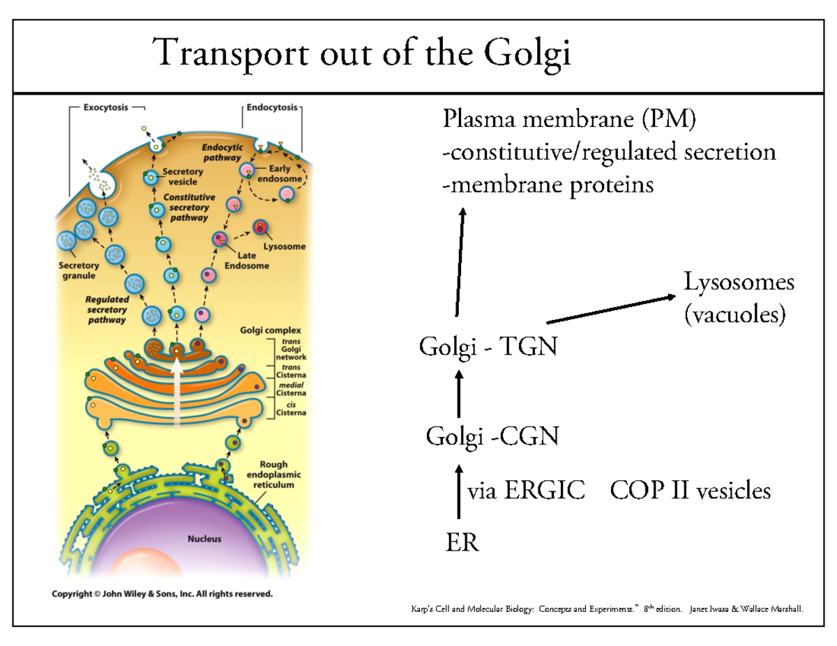 Lec 7 outline -B10-Fall 2024 - Transport out of the Golgi ER Golgi - CGN Golgi - TGN Lysosomes ...