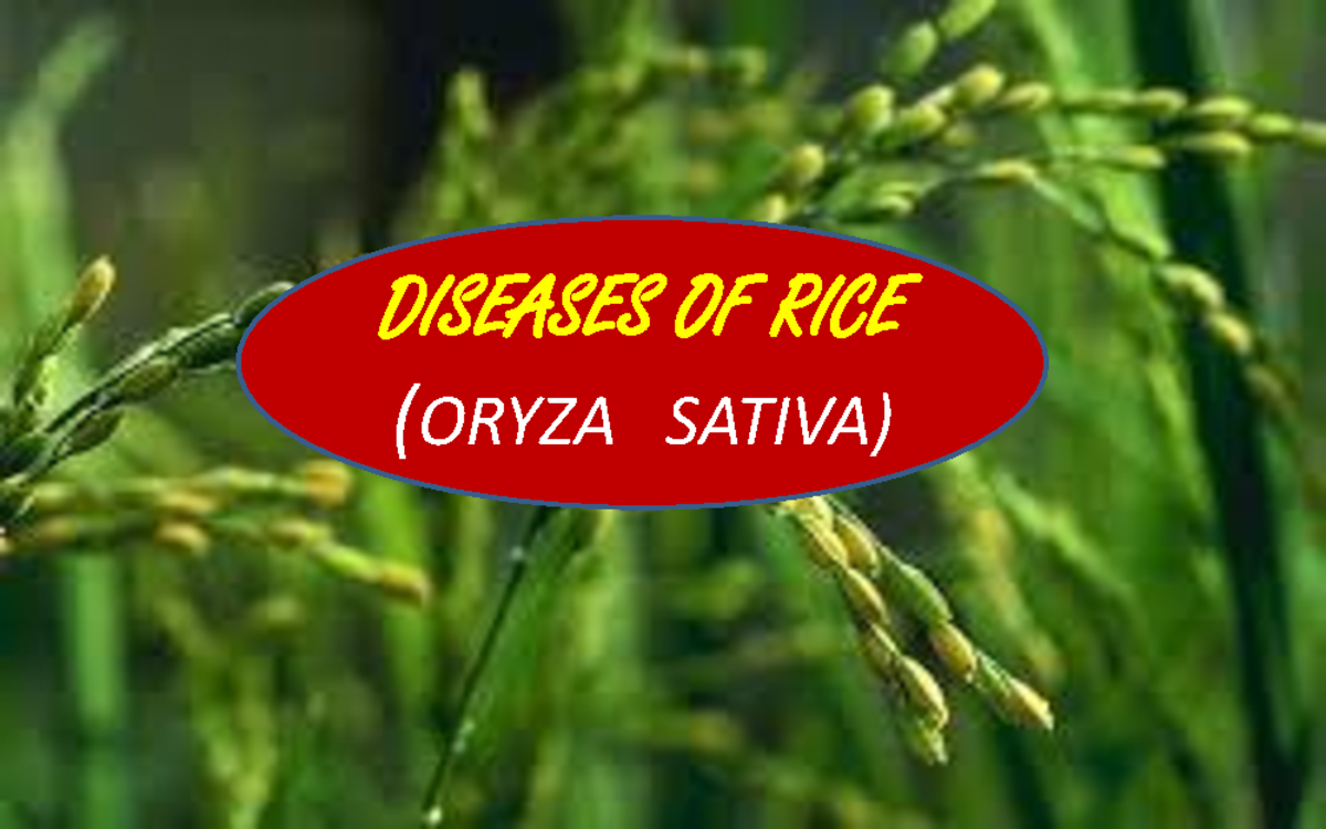 Disease OF RICE DFCM - DISEASES OF RICE (ORYZA SATIVA) MAJOR DISEASES ...