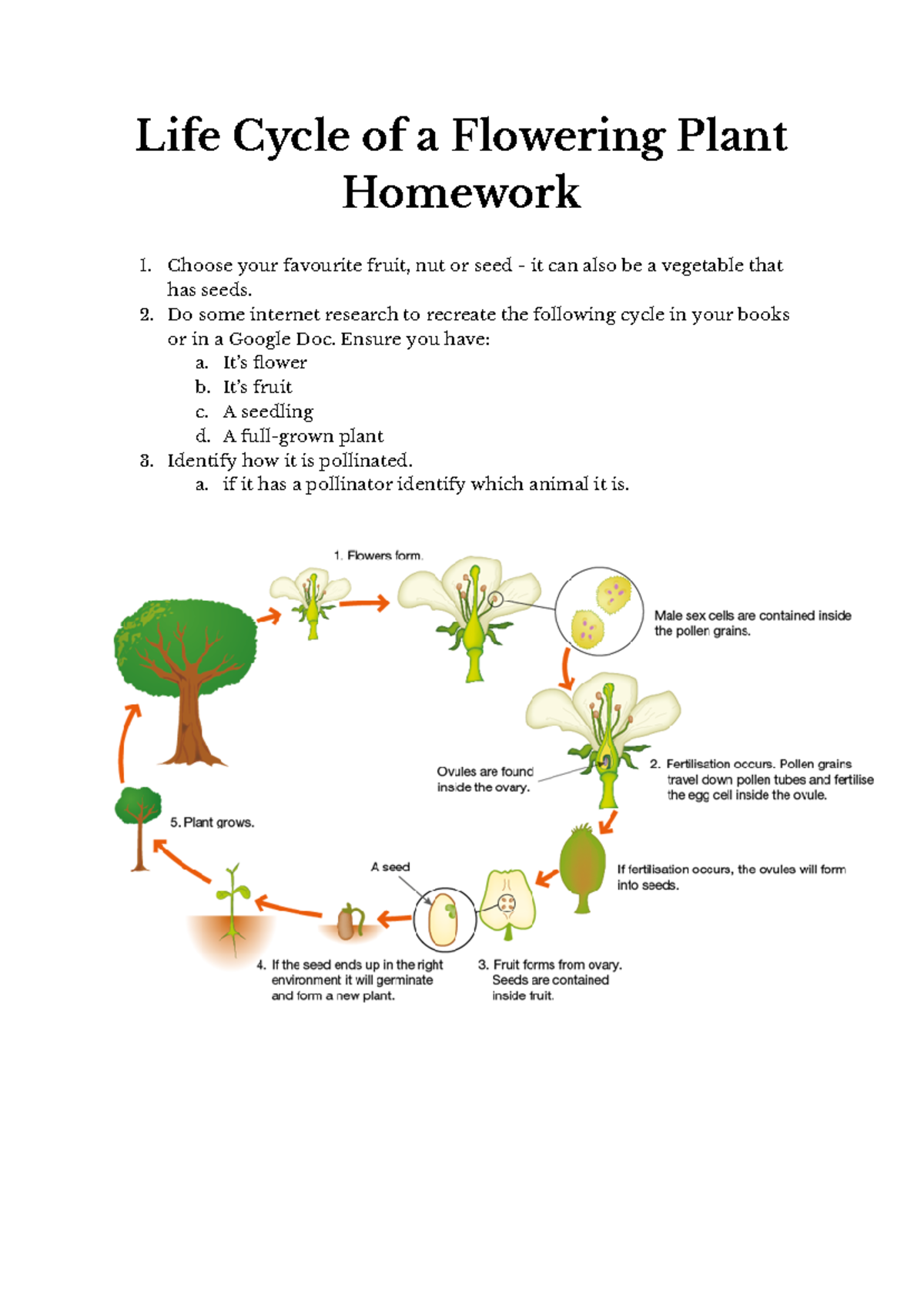 Copy of Year 8 Life Cycle of a Flowering Plant Homework - Life Cycle of ...