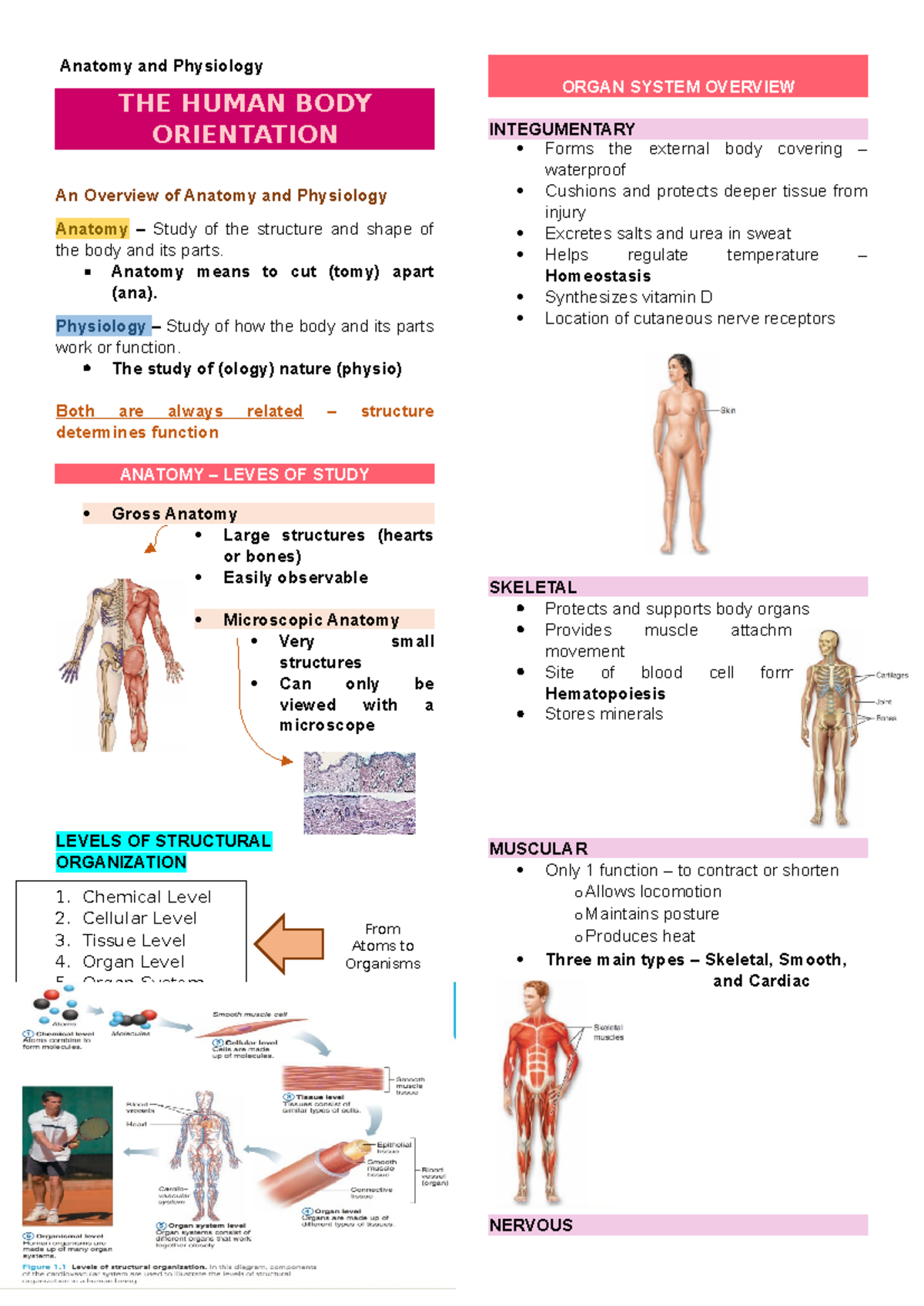 Reviewer anaphy(BSN1 A) - Anatomy and Physiology THE HUMAN BODY ...
