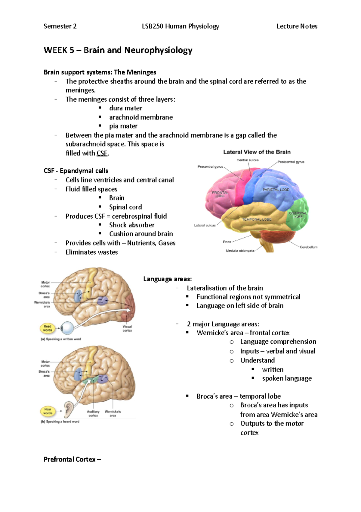 WEEK 5 – Brain & Neurophysiology - WEEK 5 – Brain and Neurophysiology ...