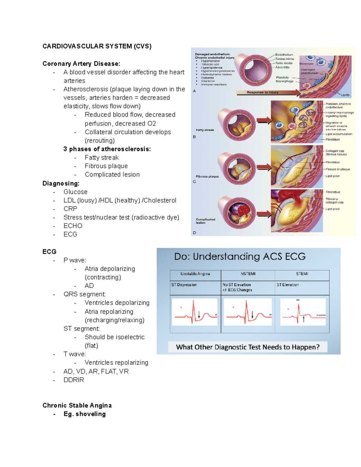 204 Review - CARDIOVASCULAR SYSTEM (CVS) Coronary Artery Disease: - A ...