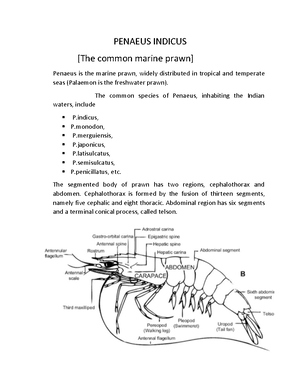 Exoskelton - Useful - PENAEUS INDICUS EXOSKELETON The whole body of ...
