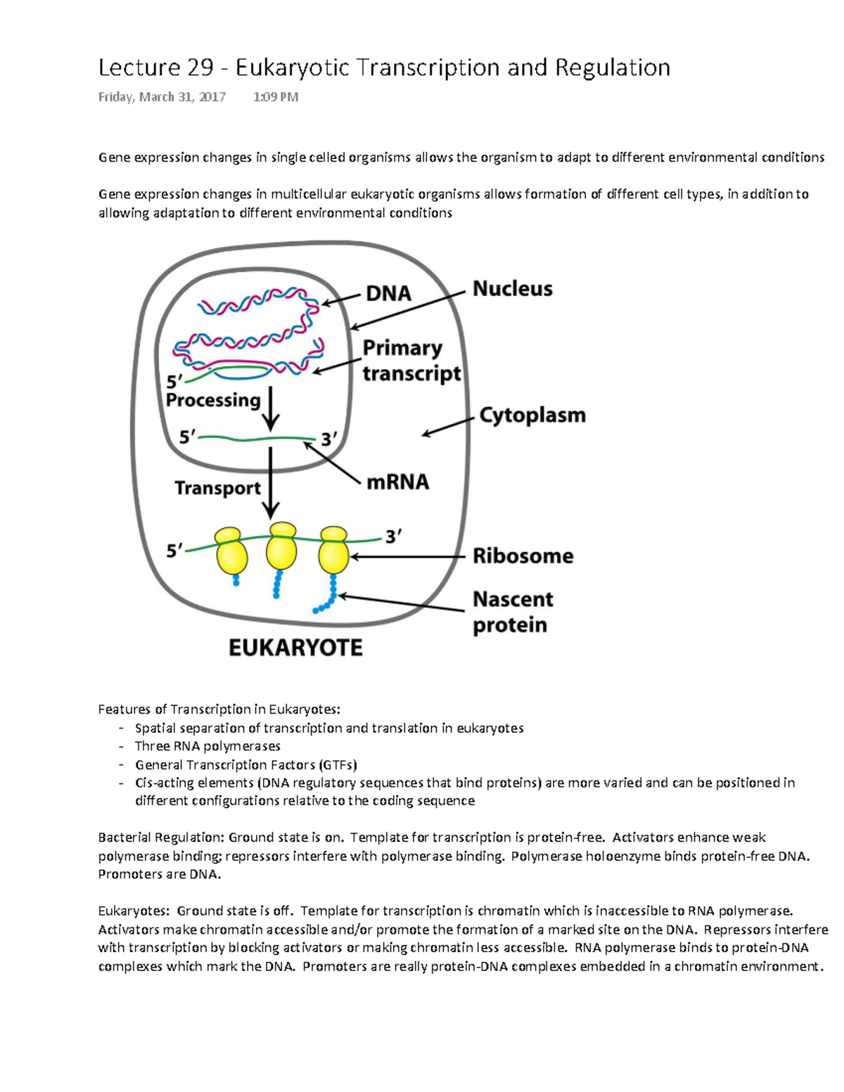 Lecture 29 - Eukaryotic Transcription I - Template for transcription is ...