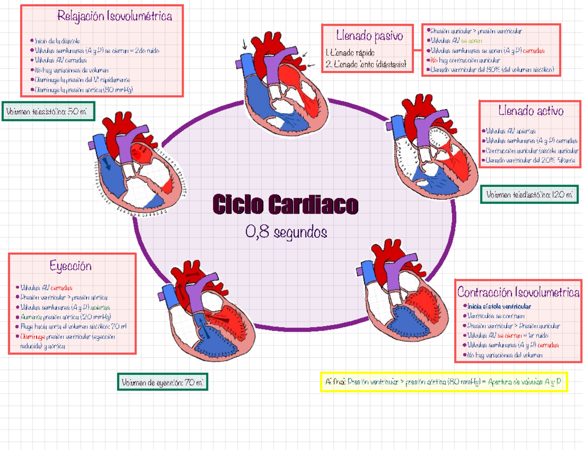 Ciclo Cardiaco - Ciclo CardiacoCiclo Cardiaco 0,8 segundos Llenado ...