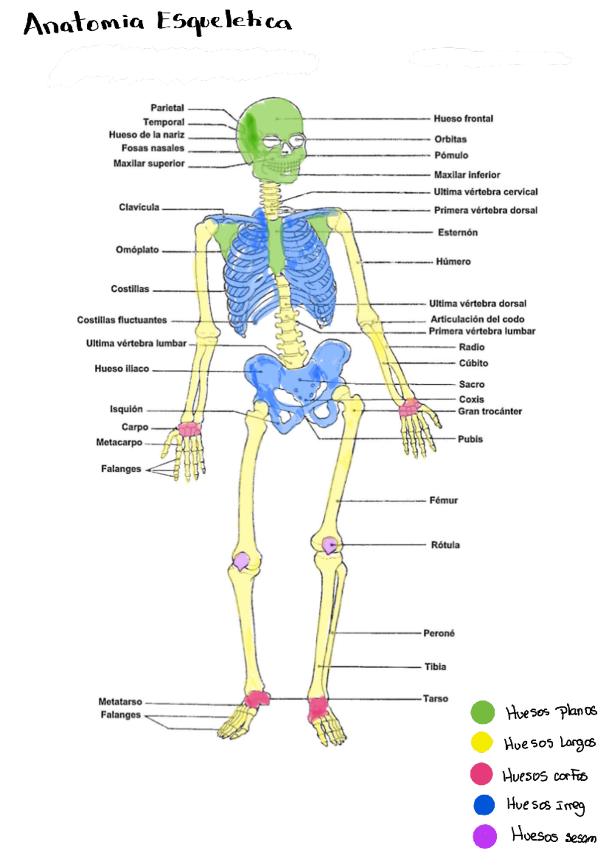Tipos de huesos - Definiciones y cómo clasificar por colores - Anatomía ...