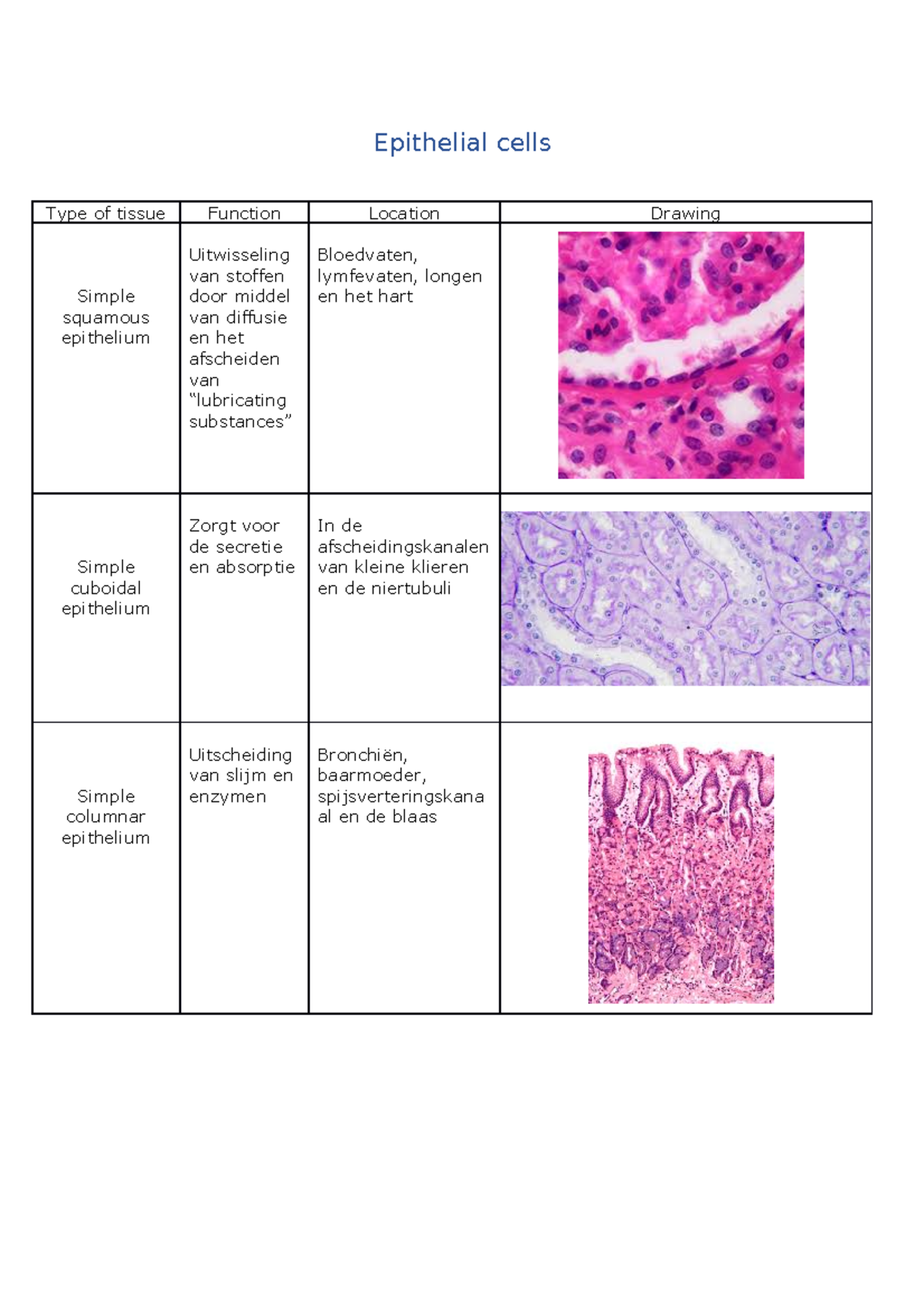 Epithelial cells - korte toelichting per weefsel, de ligging en een ...
