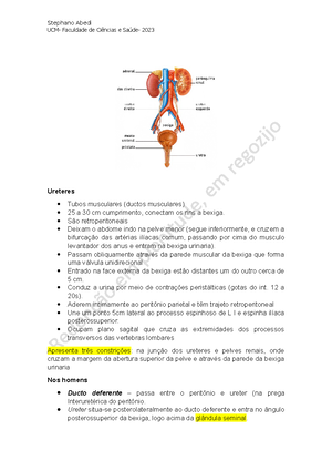 Peritônio - Jean Boustani - Peritônio e cavidade peritoneal Peritônio é ...