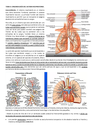 Histogénesis - HISTOGÉNESIS: CRECIMIENTO INTERSTICIAL : En la región ...